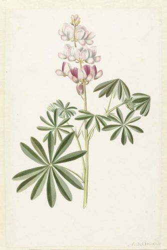 Alida Withoos: nl. botanische Zeichnerin und Malerin des Barock ...